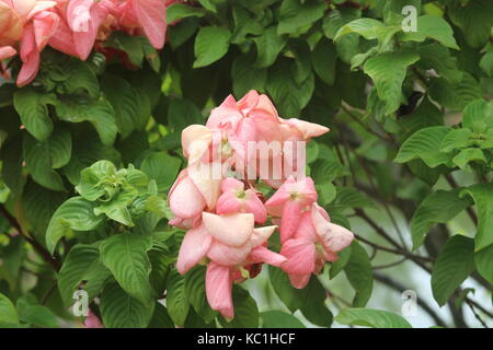 White Mussaenda Philippica Stock Photo - Alamy