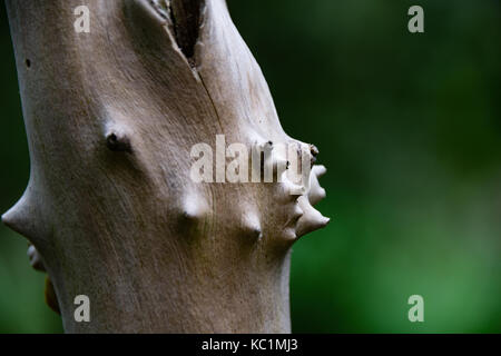 Unusual ridges and spikes on smooth tree bark Stock Photo - Alamy