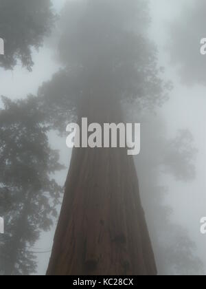 Giant Sequoia tree in Yosemite National Park in California Stock Photo ...