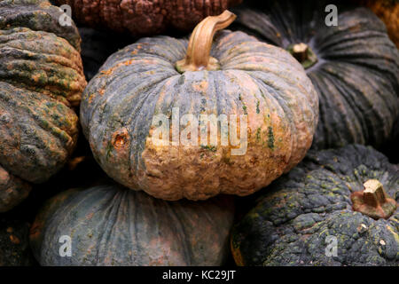 Heap of unique rough peel dark color pumpkins, Nature Texture ...