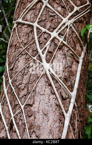 Strangler Fig (Ficus destruens) aerial roots establishing on Turpentine ...