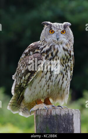 Eurasian eagle-owl, bubo bubo, at Walworth castle birds of prey near ...