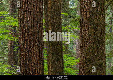 Massive Western Hemlock, Tsuga heterophylla, trees in the Hoh Rain ...
