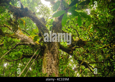 Brazil - jungle view in Mata Atlantica (Atlantic Rainforest ecosystem ...