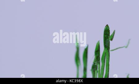 Spectacular green caramel cages, close-up. Beautiful green sugar cages ...