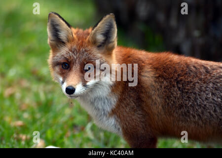 Portrait of a red fox in the Romanian woods Stock Photo - Alamy