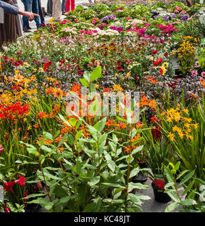 Kouter flower market in Ghent, Belgium, Europe Stock Photo - Alamy