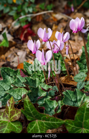 A closeup of the delicate flower of Cyclamen hederifolium Stock Photo ...