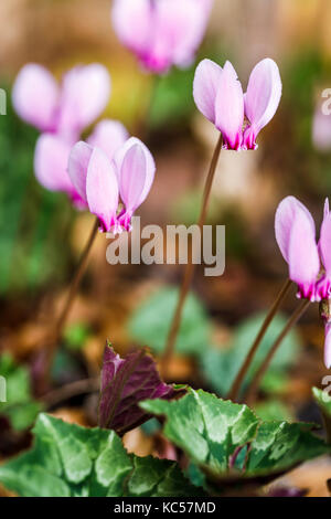 A closeup of the delicate flower of Cyclamen hederifolium Stock Photo ...