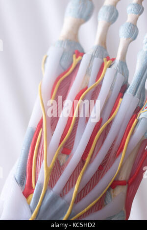 Human foot toes medical teaching model showing bones ligaments tendons ...