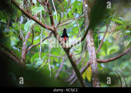 Superb pitta (Pitta superba) in Manus Island, Papua New Guinea Stock ...