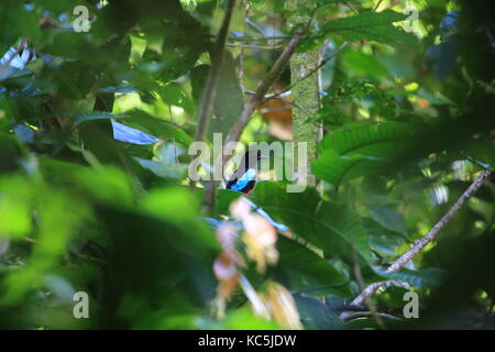 Superb pitta (Pitta superba) in Manus Island, Papua New Guinea Stock ...