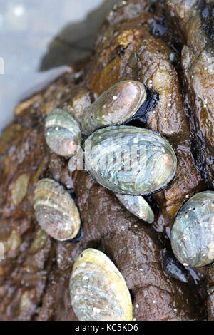 New Zealand abalone (paua Stock Photo - Alamy