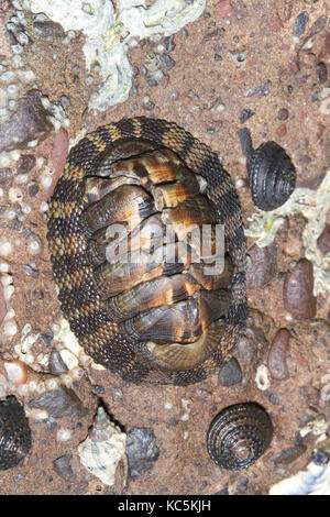 Chiton marine molluscs Stock Photo: 53812322 - Alamy