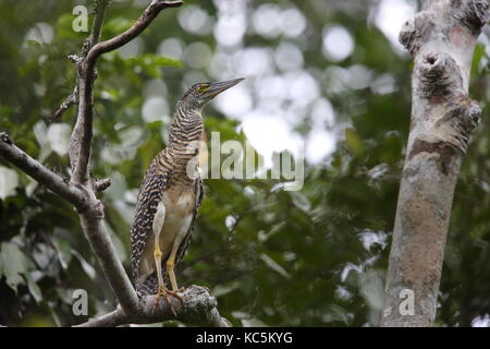 Forest bittern (Zonerodius heliosylus) in Varirata National Park, Papua ...
