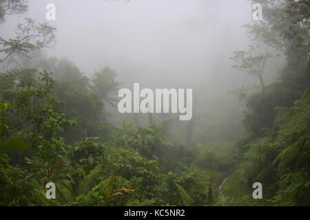 Tropical rainforest in Santa Isabel island, Solomon Stock Photo - Alamy