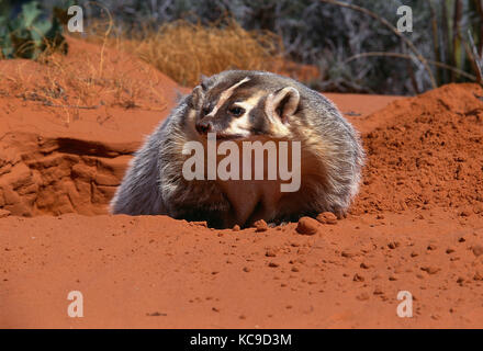 American badger (Taxidea taxus) emerging from a burrow. Sublette County ...