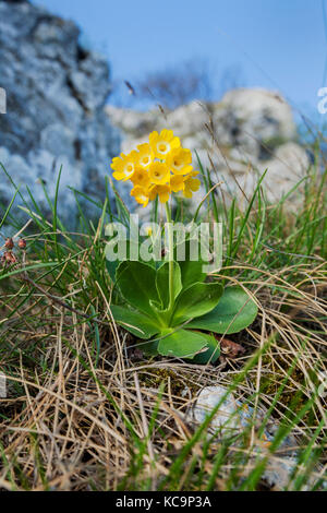 Primula auricula, often known as auricula, mountain cowslip or bear's ...