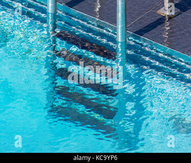 Swimming pool ladder at deep end separated from shallow pool by ledge ...