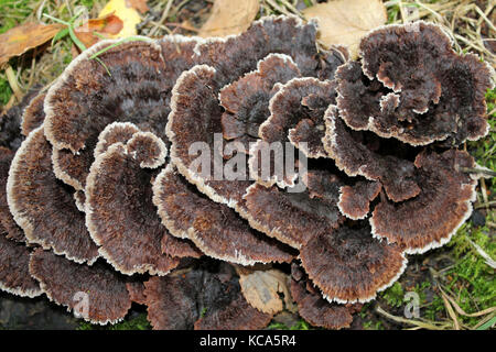 Thelephora terrestris, Earthfan fungus (earth fan) on a tree stump, UK ...