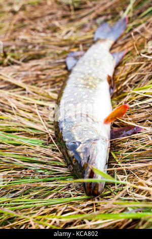 European pike on the autumn grass Stock Photo - Alamy