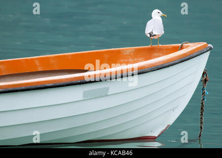 Herring Gull Larus canus in flight on the Rhine in winter Stock Photo ...