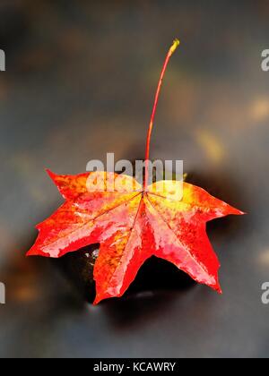 Rotten maple leaf on basalt stone in dark water. Blurred waves of ...