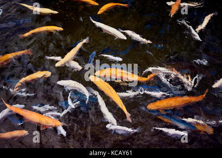 Adult amber trout fish in an artificial pond. School of fish in trout ...