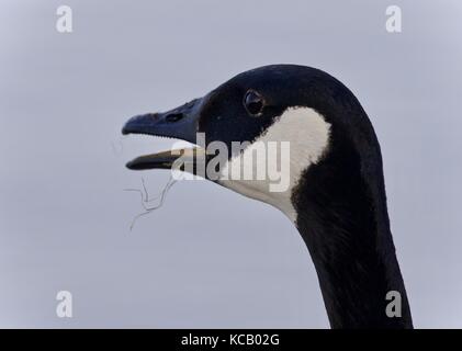 Picture with a scared Canada goose screaming Stock Photo - Alamy