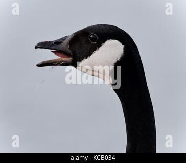 Background with a scared Canada goose screaming Stock Photo - Alamy