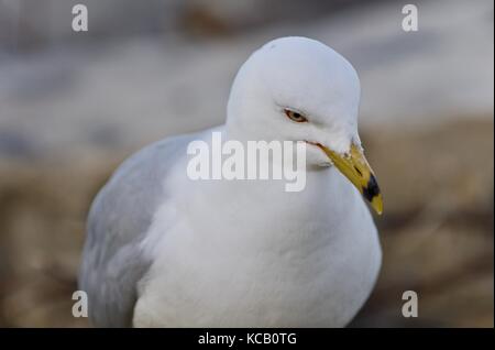 Beautiful isolated image of a thoughtful gull Stock Photo - Alamy