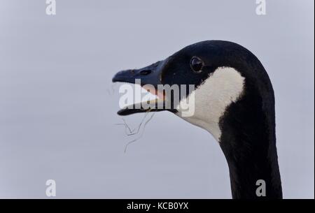 Isolated photo of a scared Canada goose screaming Stock Photo - Alamy