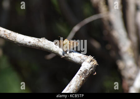 Hoary edge skipper moth in the forest Stock Photo - Alamy
