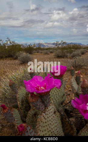 Pink flower blooming on desert cactus at Red Rock Canyon, Las Vegas ...