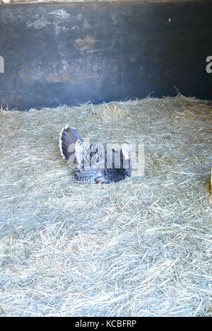 Turkey in pen in English farm Stock Photo - Alamy