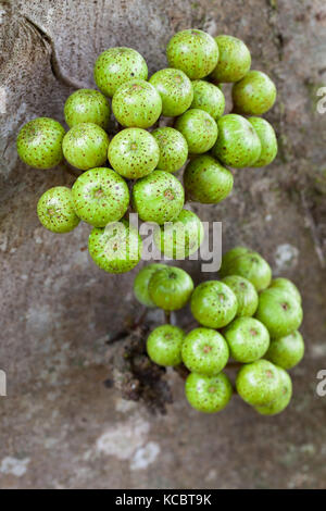 Variegated Fig (Ficus variegata) developing cauliflorous fruit. Cow Bay ...