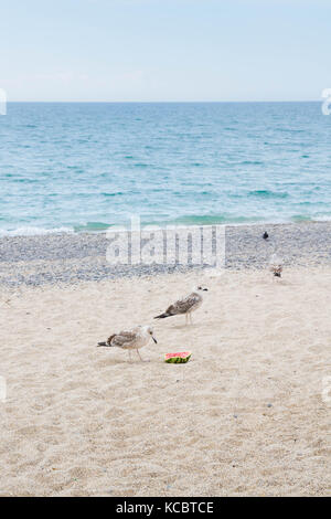 Birds albatrosses eat watermelon on the seafront Stock Photo - Alamy