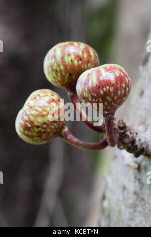 Common red stem fig (Ficus variegata Stock Photo - Alamy