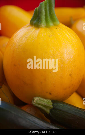 yellow round zucchini at farmers market or garden, harvest of fresh ...