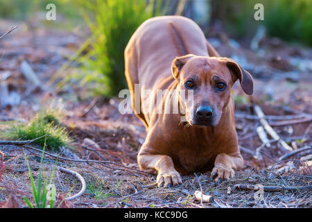 portrait picture of a Rhodesian Ridgeback who lies on a clearing Stock ...