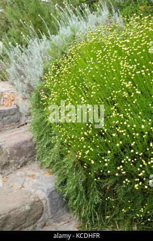Lavender cotton (Santolina Stock Photo - Alamy