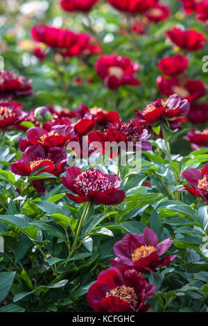 Paeonia 'Chocolate soldier', Red Peony Stock Photo - Alamy