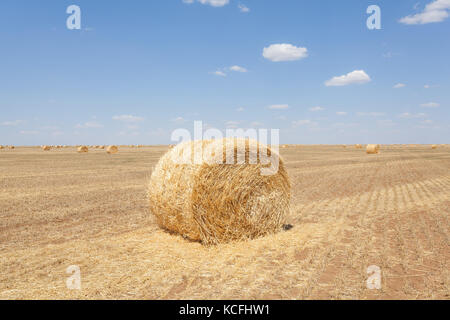 Endless fields of hay bails. Agricultural fields of hay bails Stock ...