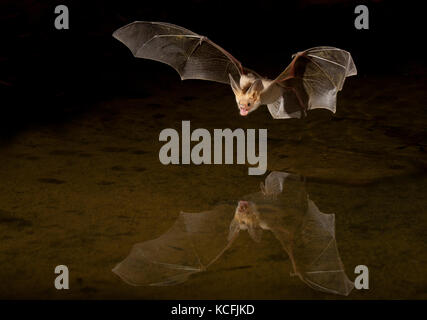 Pallid bat (Antrozous pallidus) in flight, near Portal, Arizona Stock ...