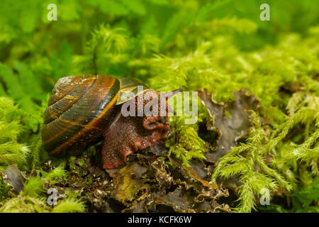 Pacific Sideband Snail, Monadenia fidelis, Clowholm Lake, Sunshine ...
