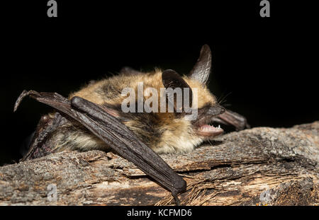 Western Long-eared Myotis (Myotis evotis) bat flying over pond hunting ...