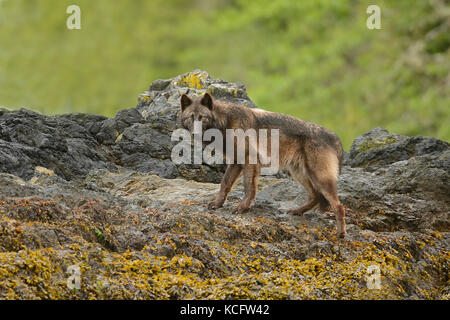 Vancouver Island wolf photographed on Vargas Island, west coast ...