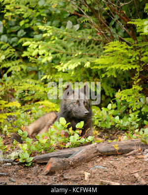 Vancouver Island wolf photographed on Vargas Island, west coast ...