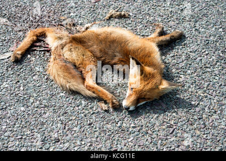 Dead fox roadkill on a rural road with its intestines guts exposed ...
