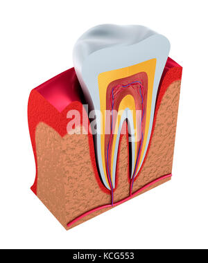 Human blood vessel anatomy. Cutaway computer artwork showing the ...